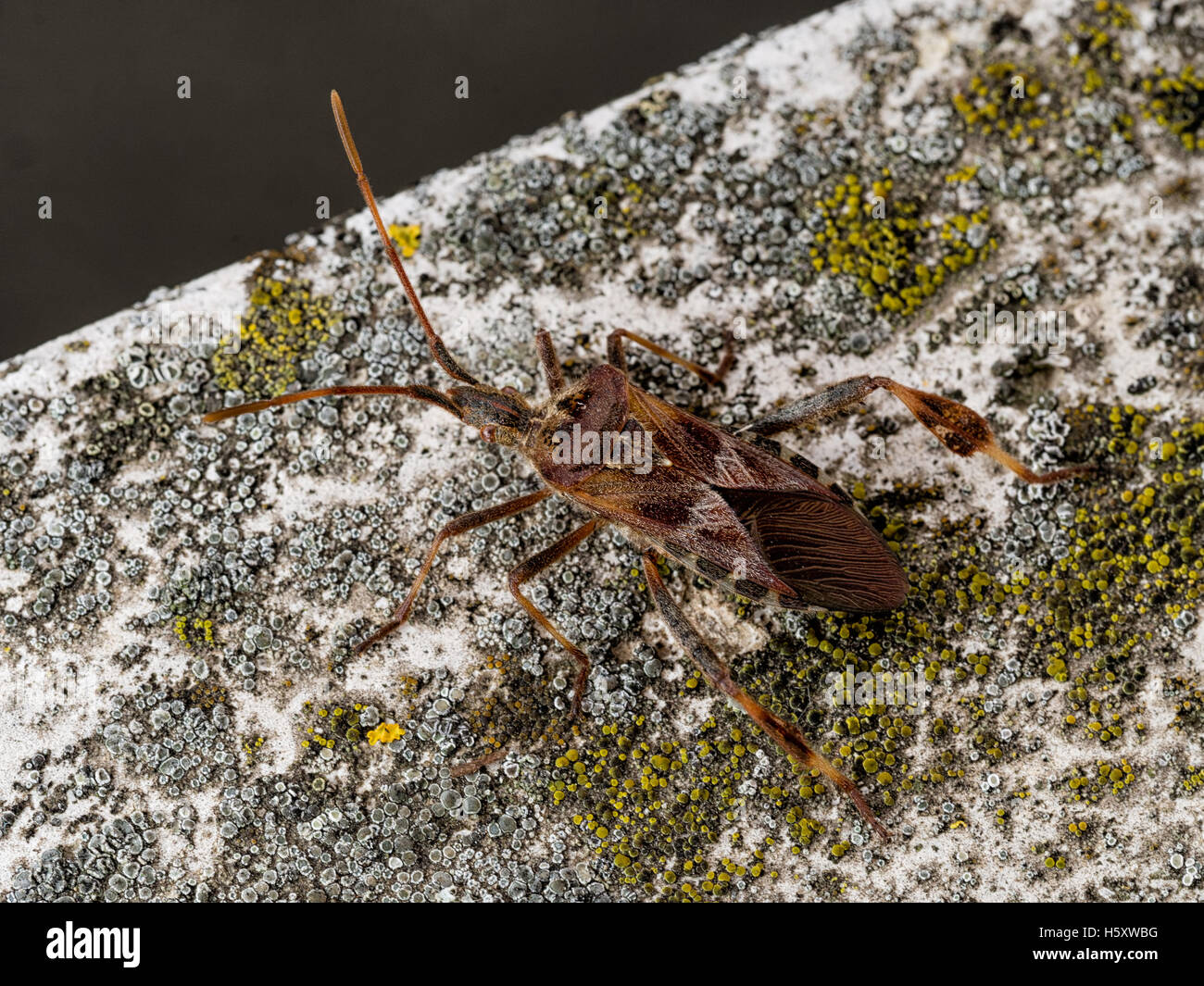 Invasive pest, USA and Europe. Leptoglossus occidentalis western ...
