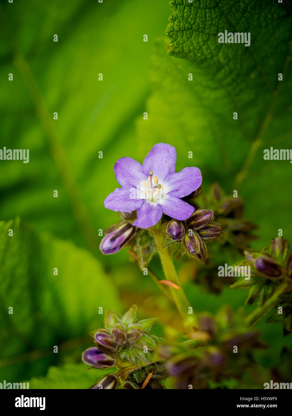 Beautiful spring flowers Stock Photo - Alamy