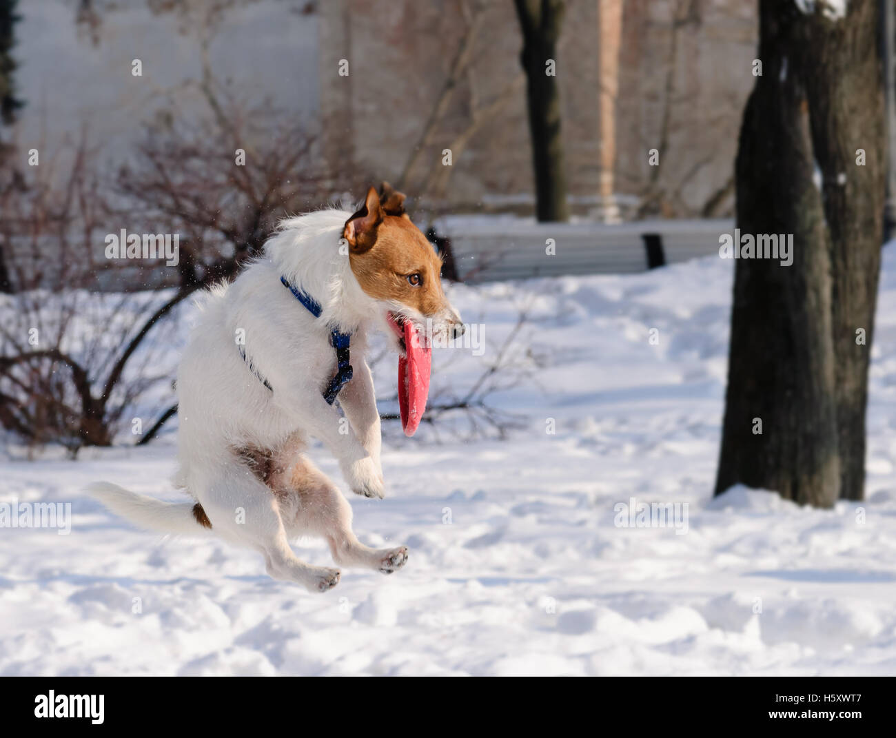Dog catching frisbee hi-res stock photography and images - Alamy