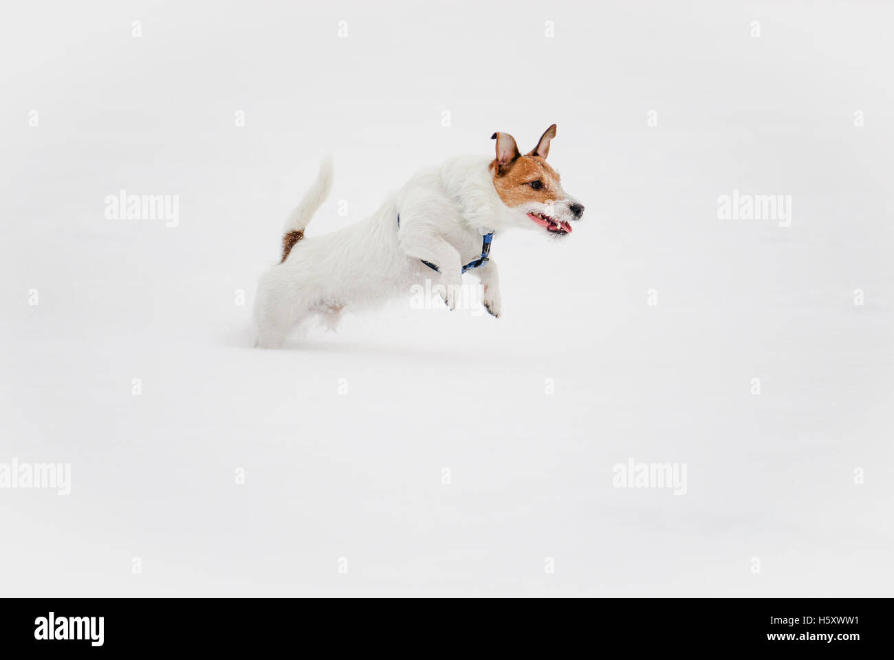 White dog jumping from snow Stock Photo - Alamy