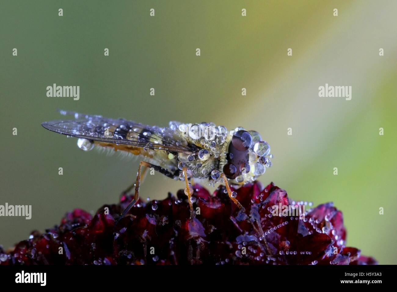 Diptera fly droplet hi-res stock photography and images - Alamy