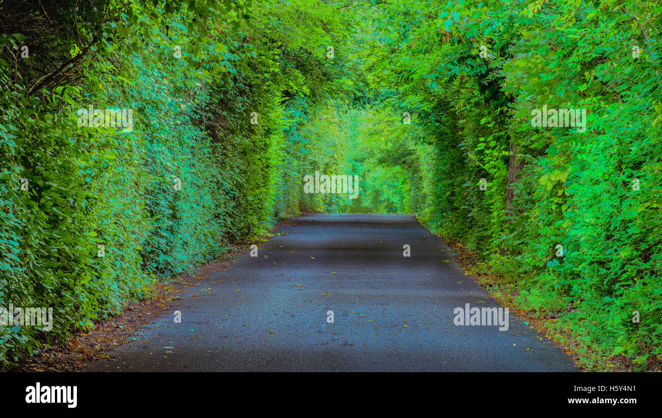 Thick vegetation surrounds the road to a southern plantation Stock ...