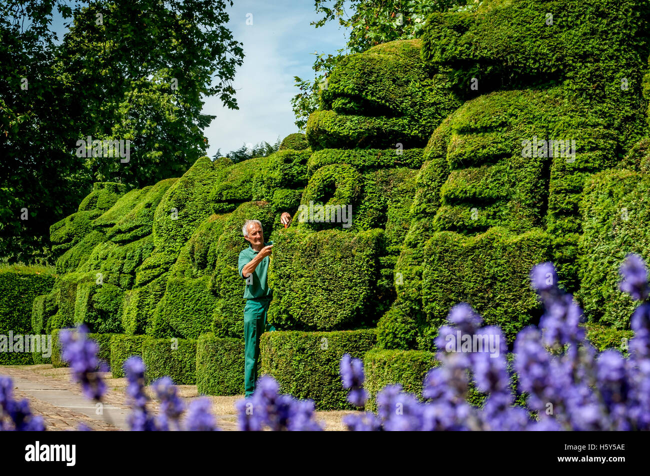 Head Gardener Chris Riley trims The Queen's Beasts, a topiary display ...