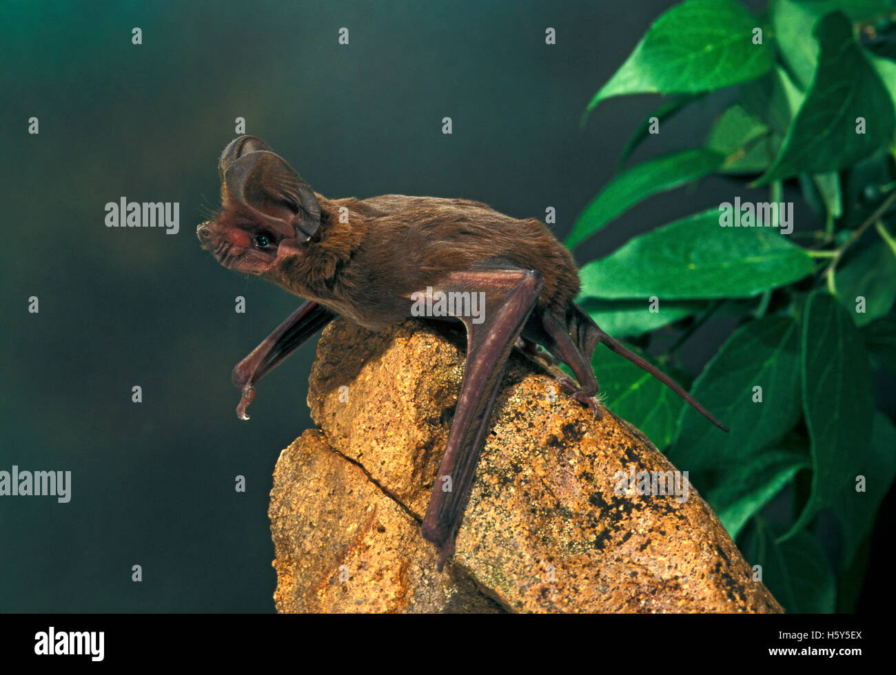 Molossidae hi-res stock photography and images - Alamy