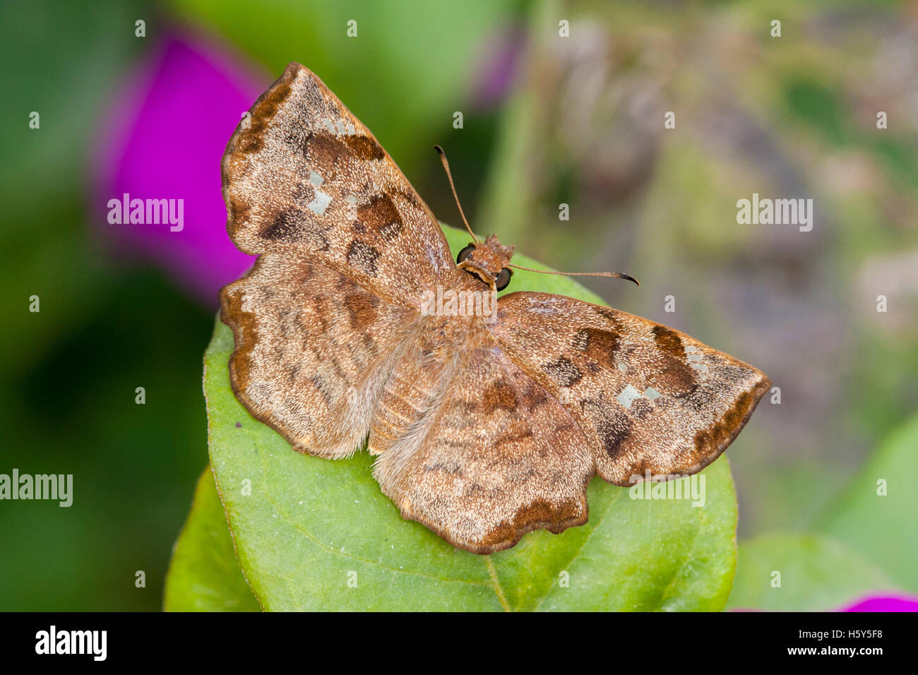 Common spurwing hi-res stock photography and images - Alamy