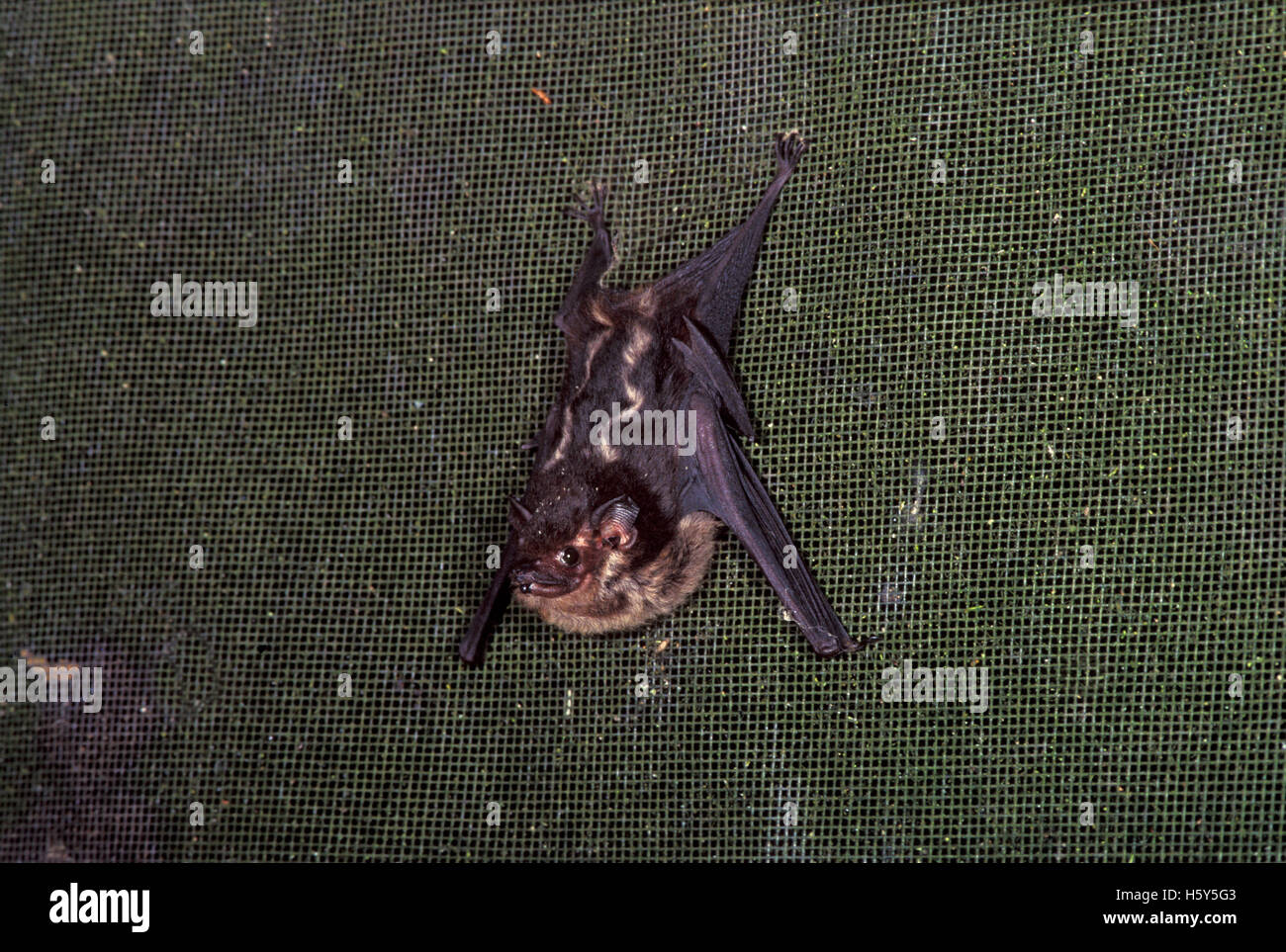 White-lined Sac-winged Bat Saccopteryx bilineata Trinidad, West Indies ...