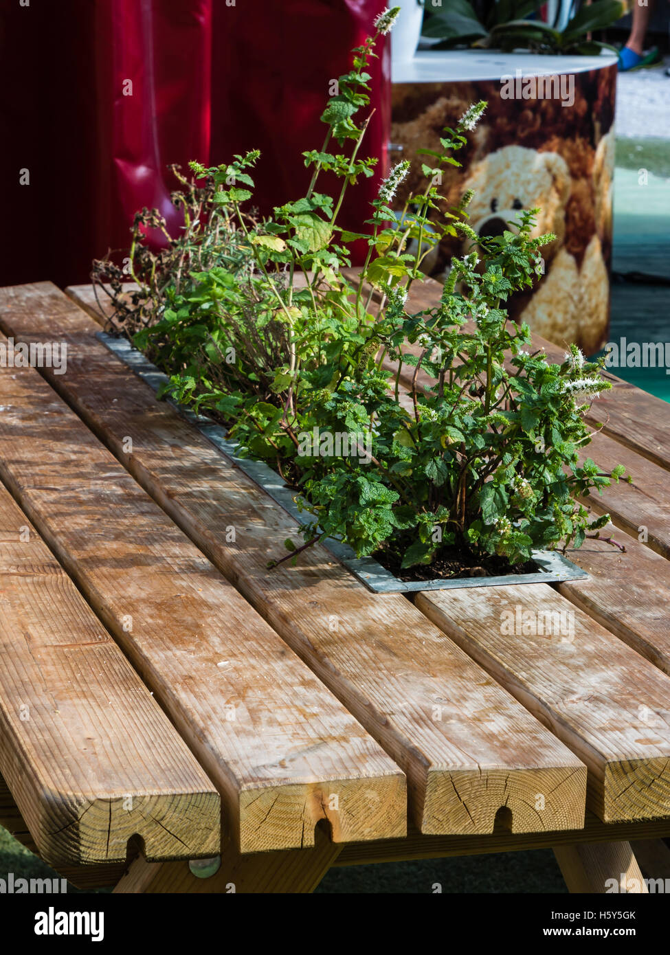 Wodden Table with Green Plants Inside Stock Photo - Alamy