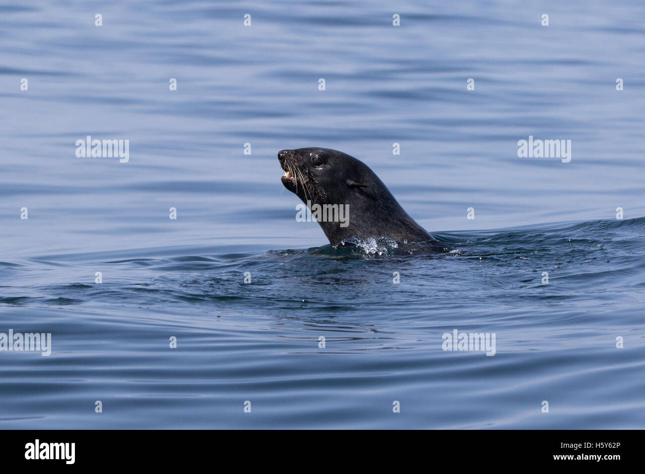 Seal floating hi-res stock photography and images - Alamy