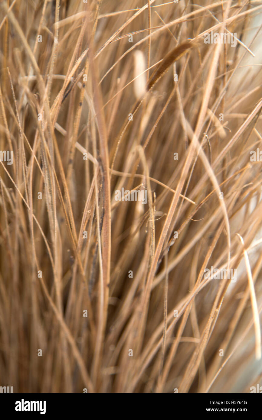 Broom texture hi-res stock photography and images - Alamy