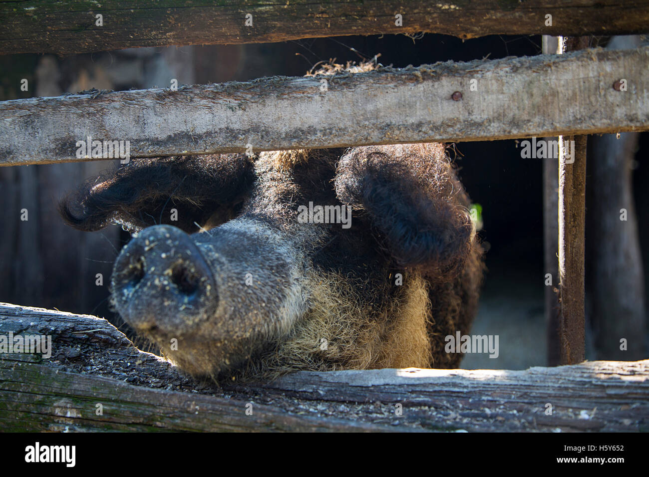 Pigs close up hi-res stock photography and images - Alamy