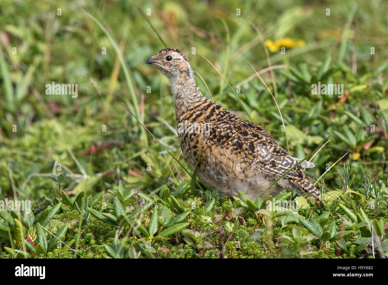 Rock chick hi-res stock photography and images - Alamy