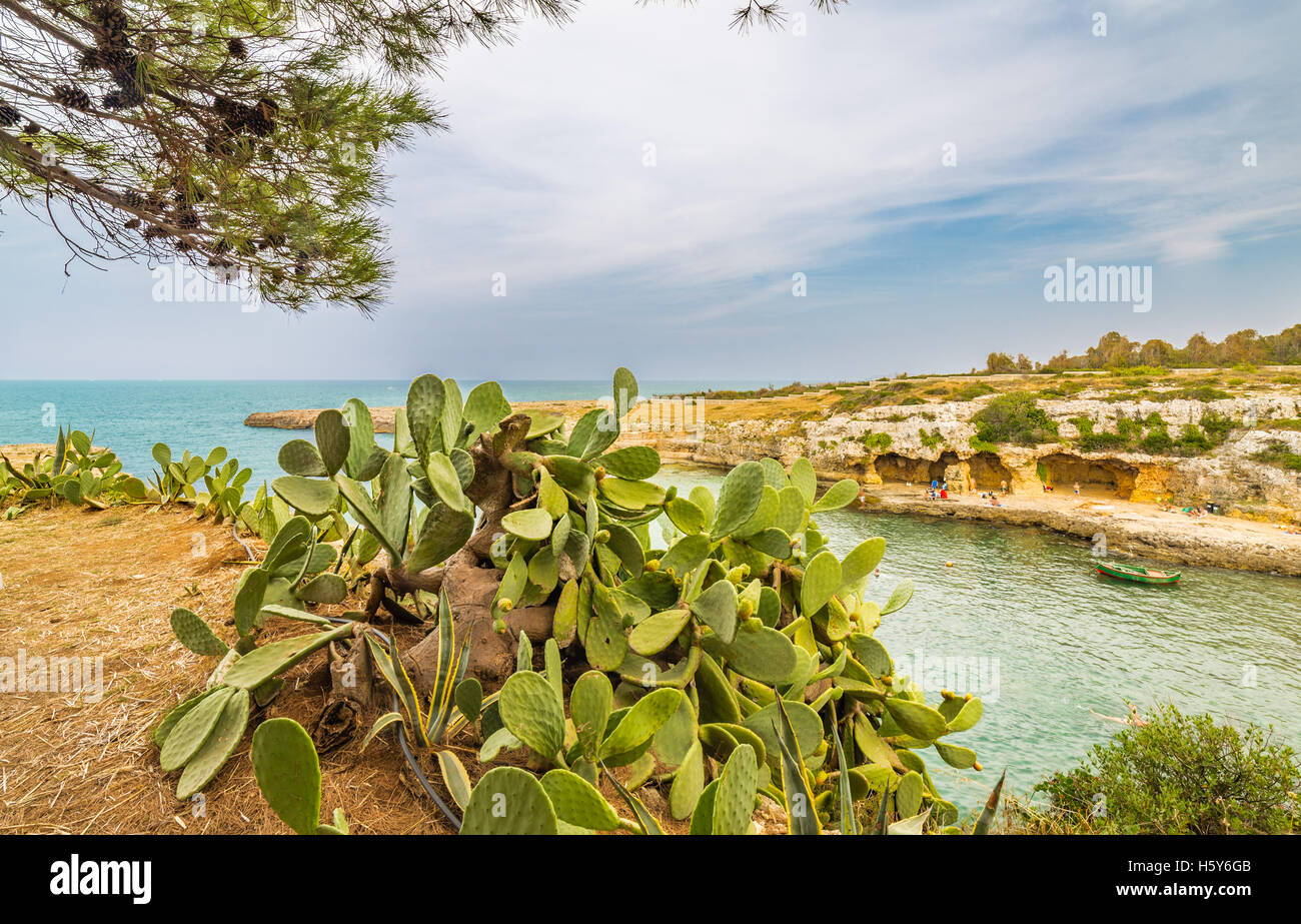 Puglia, Italy, cactus on the coast near Polignano Stock Photo - Alamy