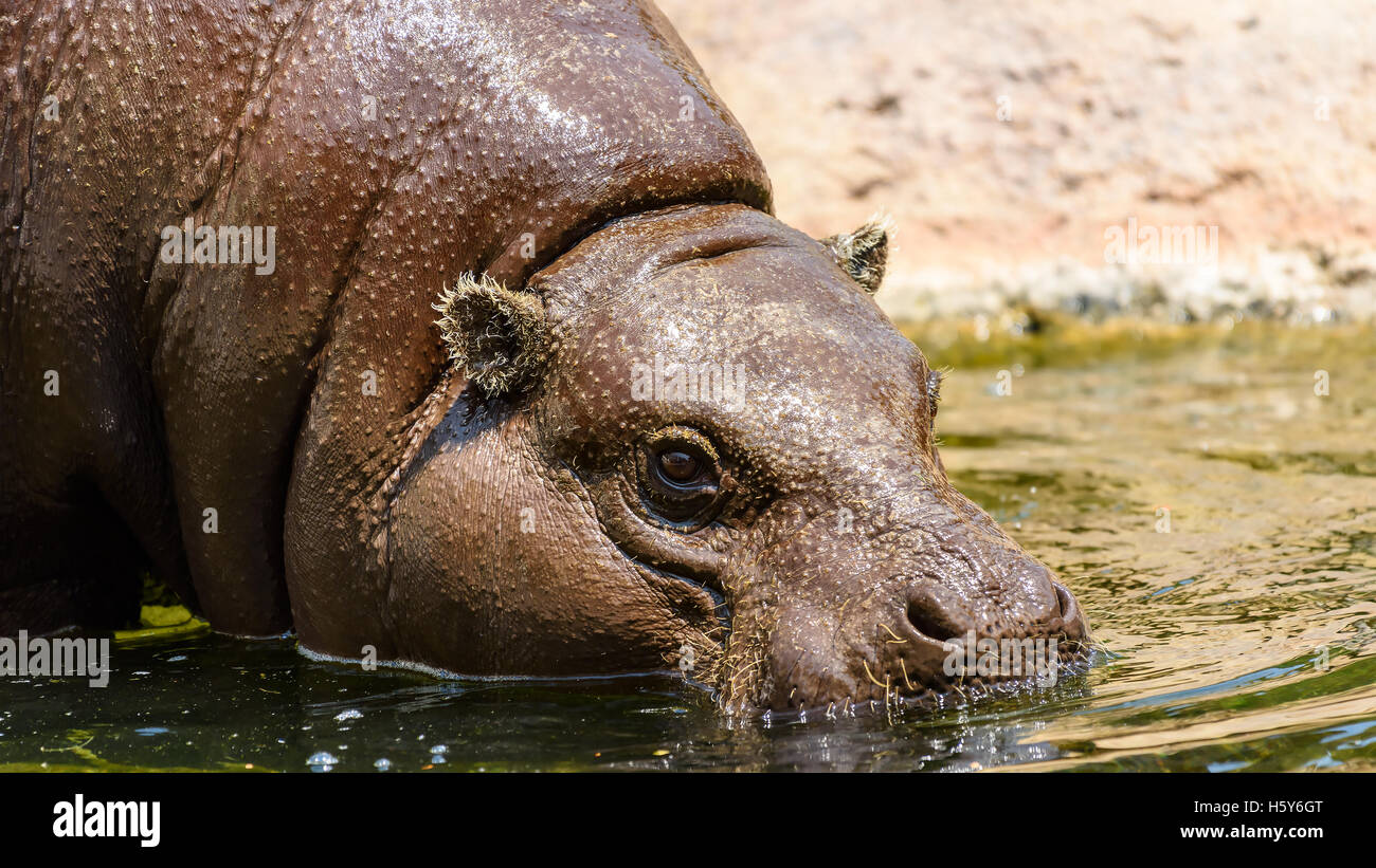 Common Hippopotamus (Hippopotamus Amphibius) In Africa Stock Photo - Alamy