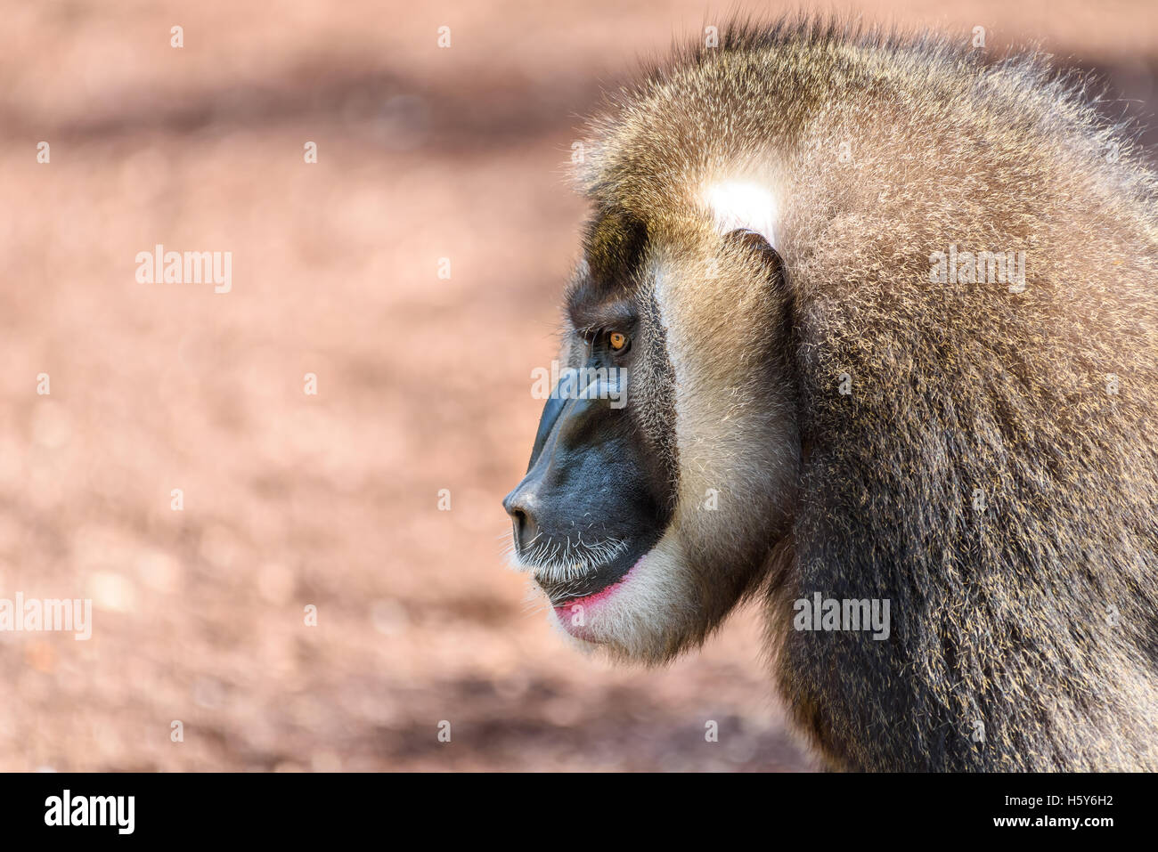 Drill Monkey (Mandrillus Leucophaeus) Portrait Stock Photo - Alamy