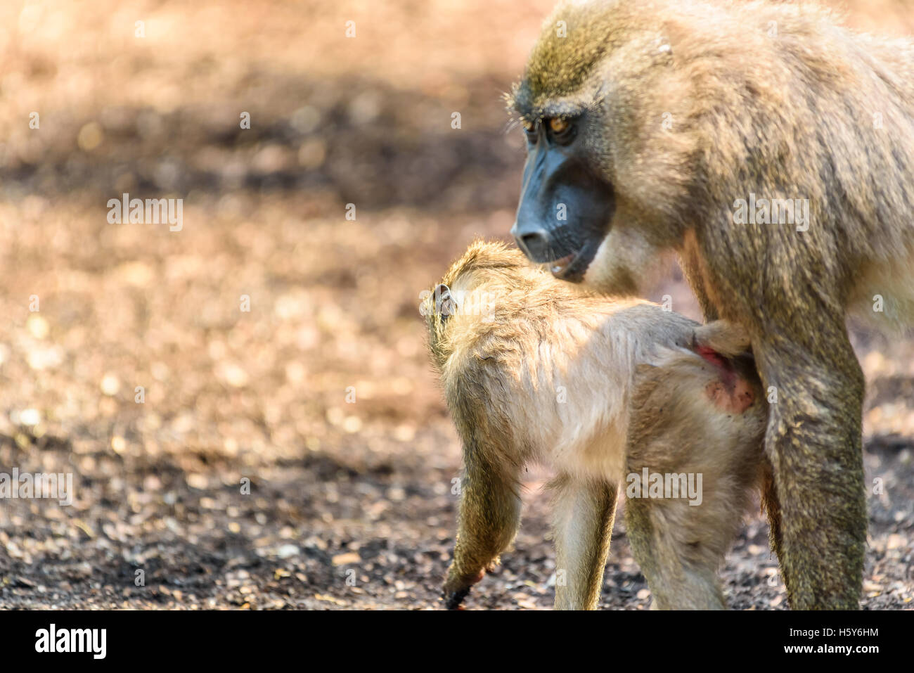 Mandrillus leucophaeus nigeria hi-res stock photography and images - Alamy