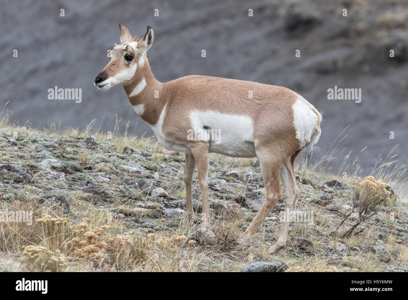Pronghorn antelope stand hi-res stock photography and images - Alamy