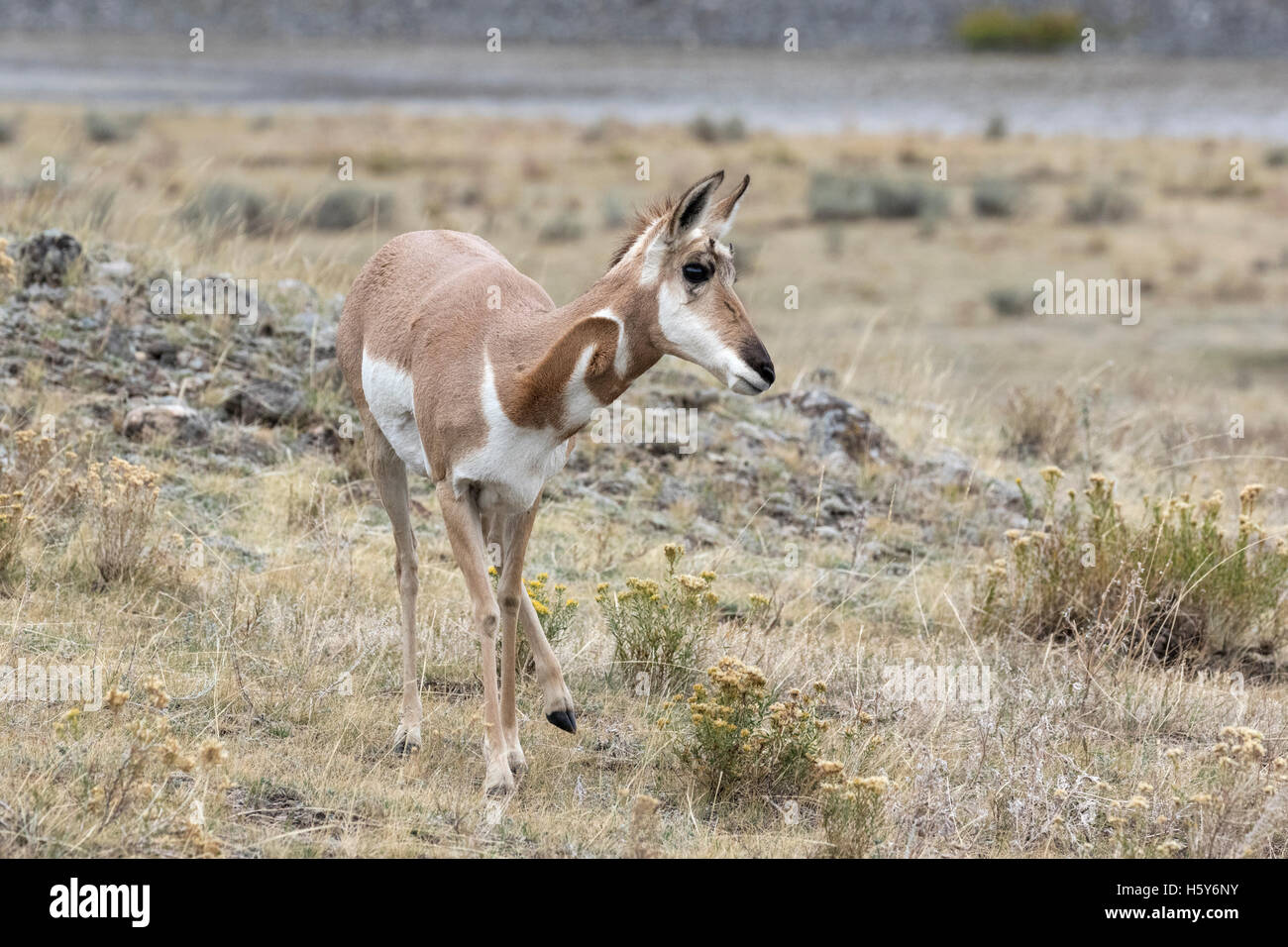 Pronghorn rut hi-res stock photography and images - Alamy