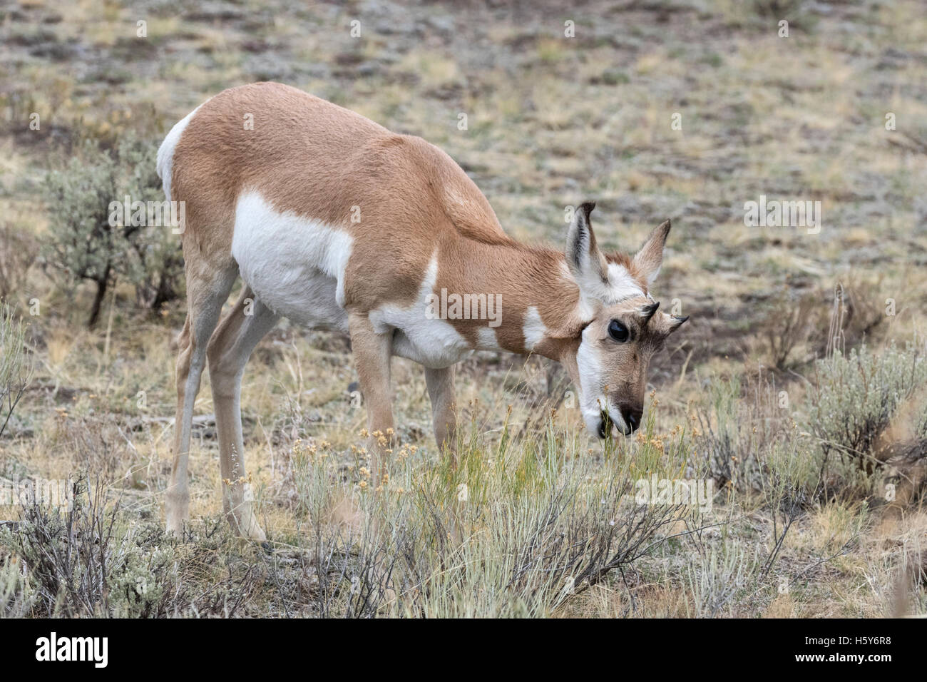 Pronghorn antelope stand hi-res stock photography and images - Alamy