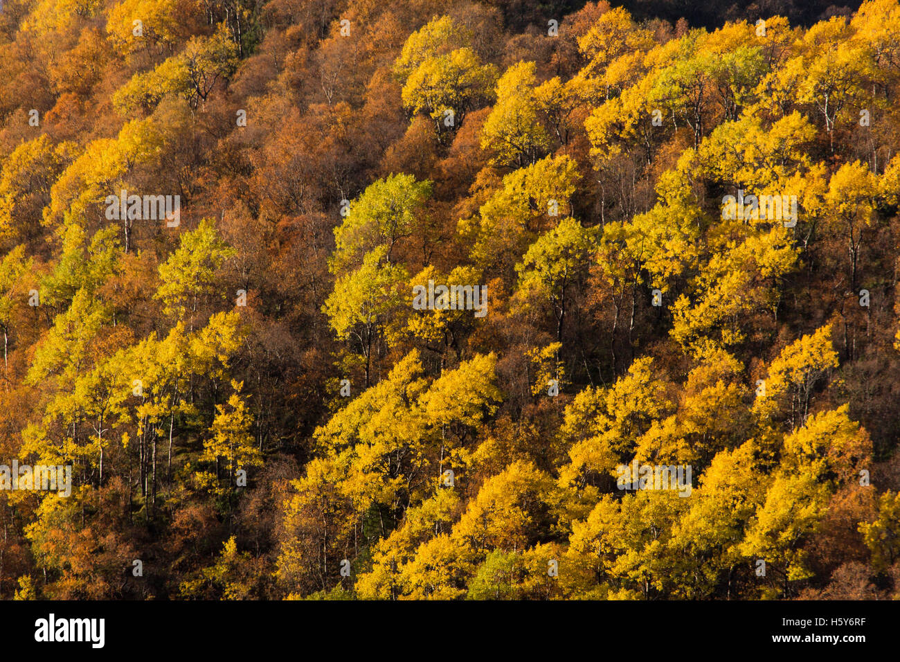 Autumn with yellow forest Stock Photo - Alamy