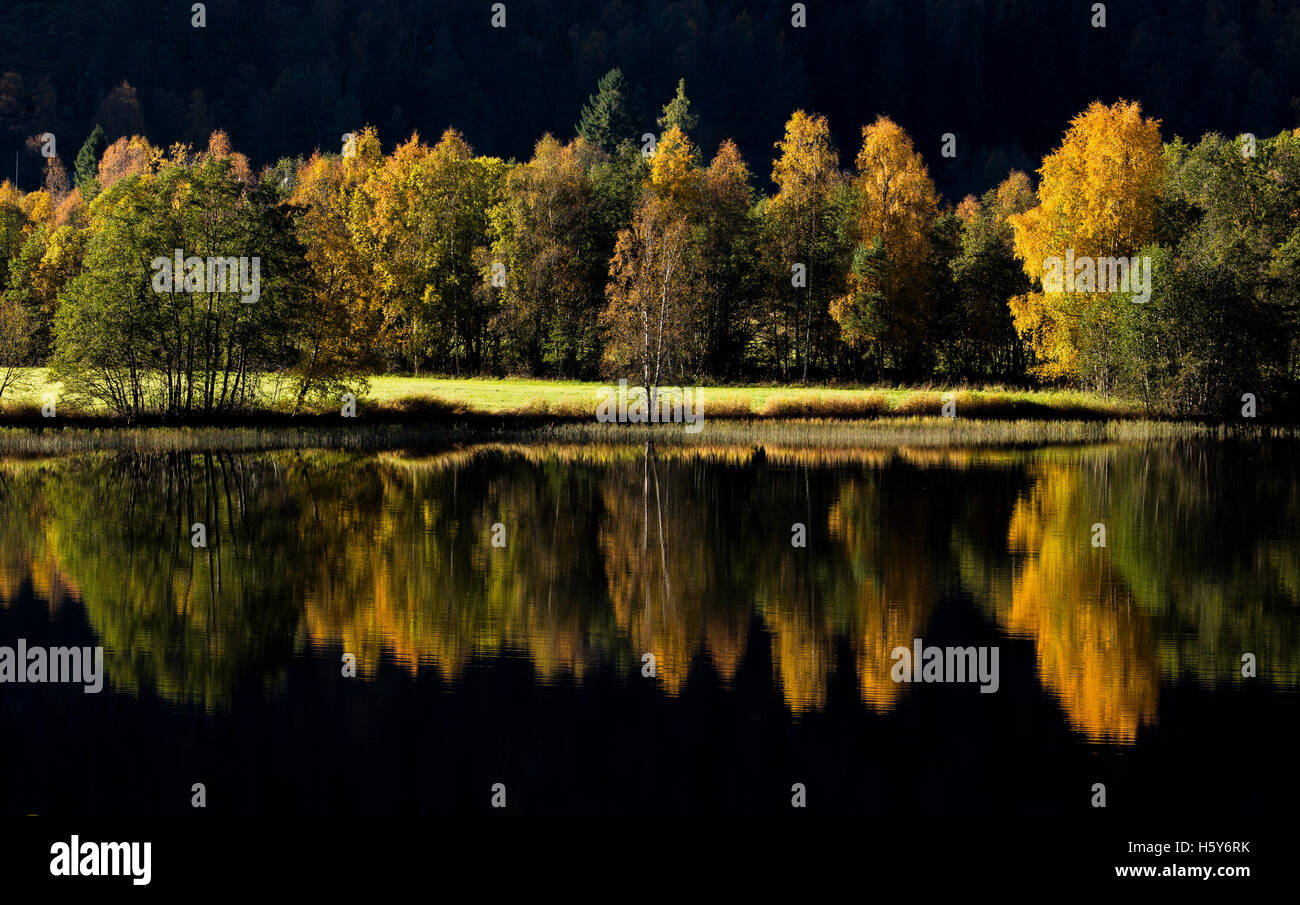A beautiful forest reflecting in calm water Stock Photo - Alamy