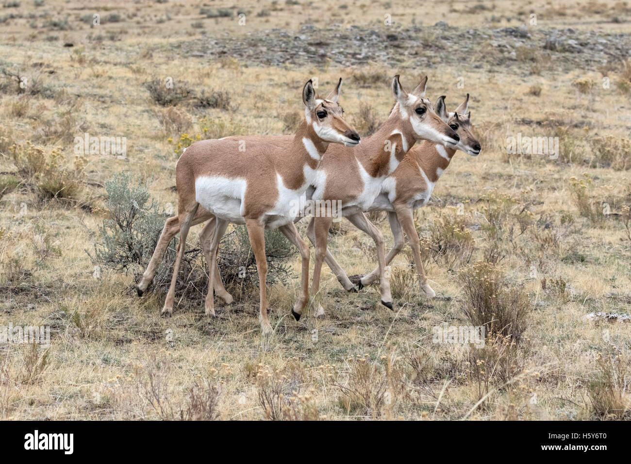 Pronghorn herd hi-res stock photography and images - Alamy