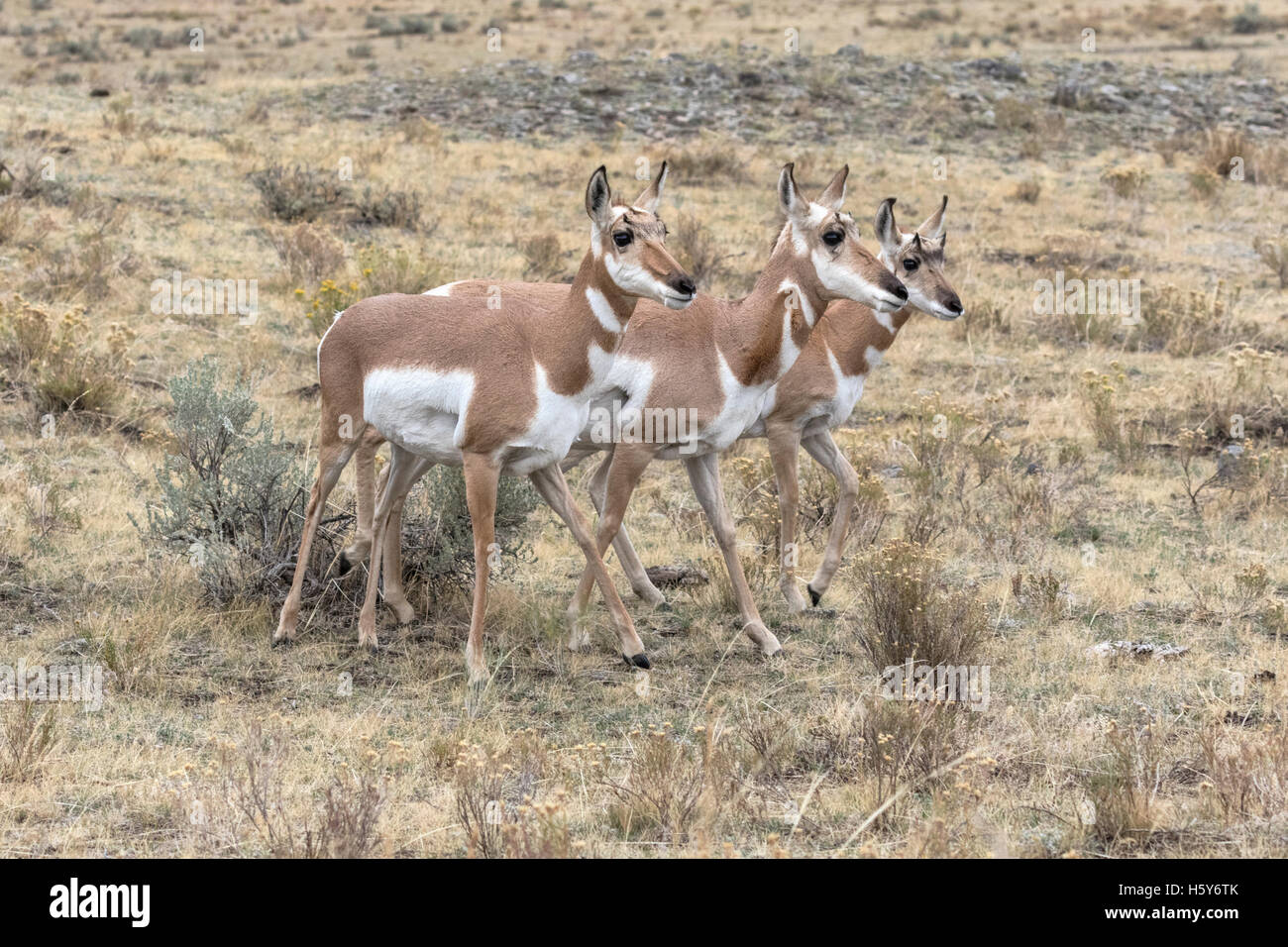 Group of three pronghorn hi-res stock photography and images - Alamy