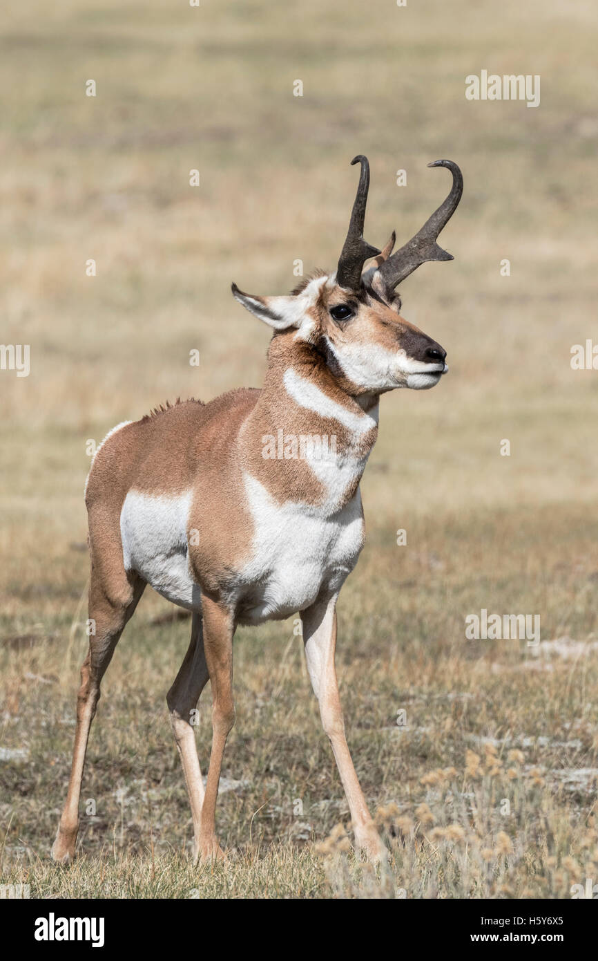 Pronghorn antelope stand hi-res stock photography and images - Alamy