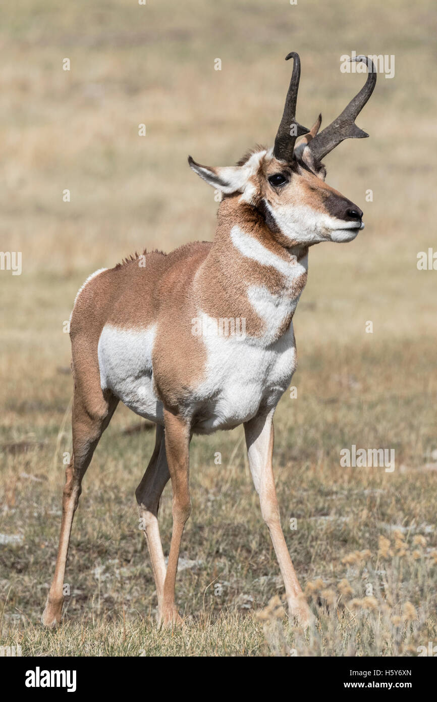 Pronghorn antelope stand hi-res stock photography and images - Alamy