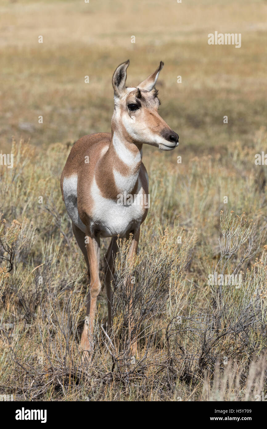 Antelope pronghorn hi-res stock photography and images - Alamy