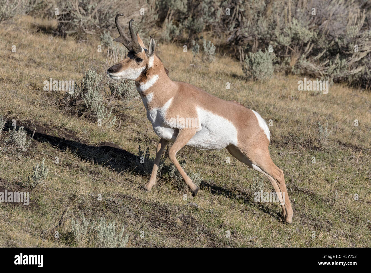 American pronghorn antelope male hi-res stock photography and images ...