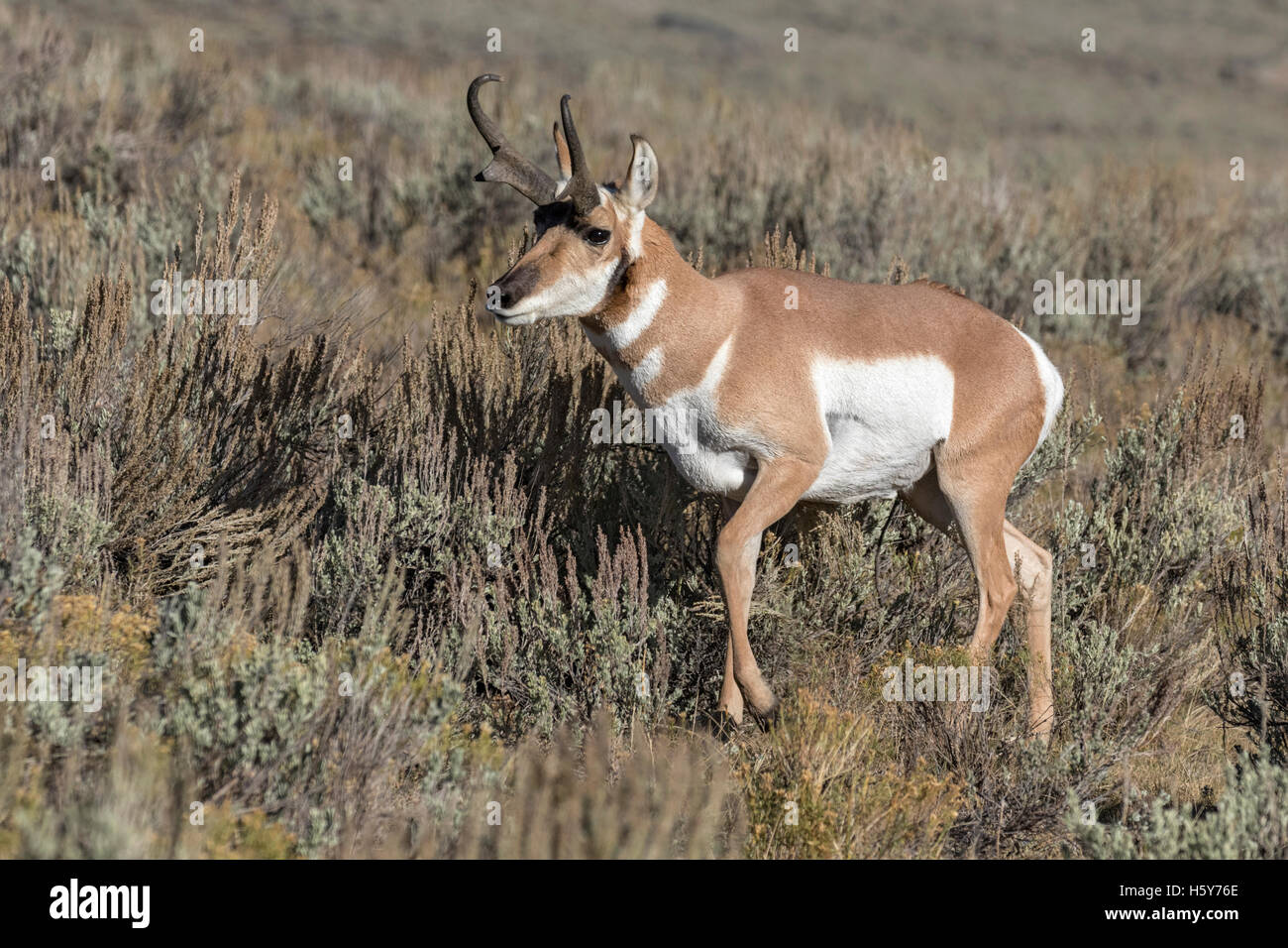 Pronghorn buck - Antilocapra americana Stock Photo - Alamy