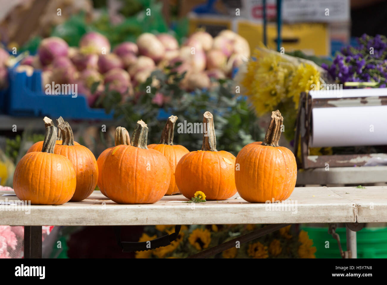 A photograph of some fresh pumpkins for sale at a market in Boston in ...