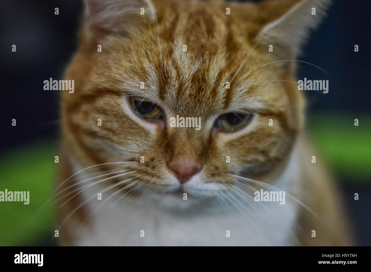 orange cat portrait Stock Photo - Alamy