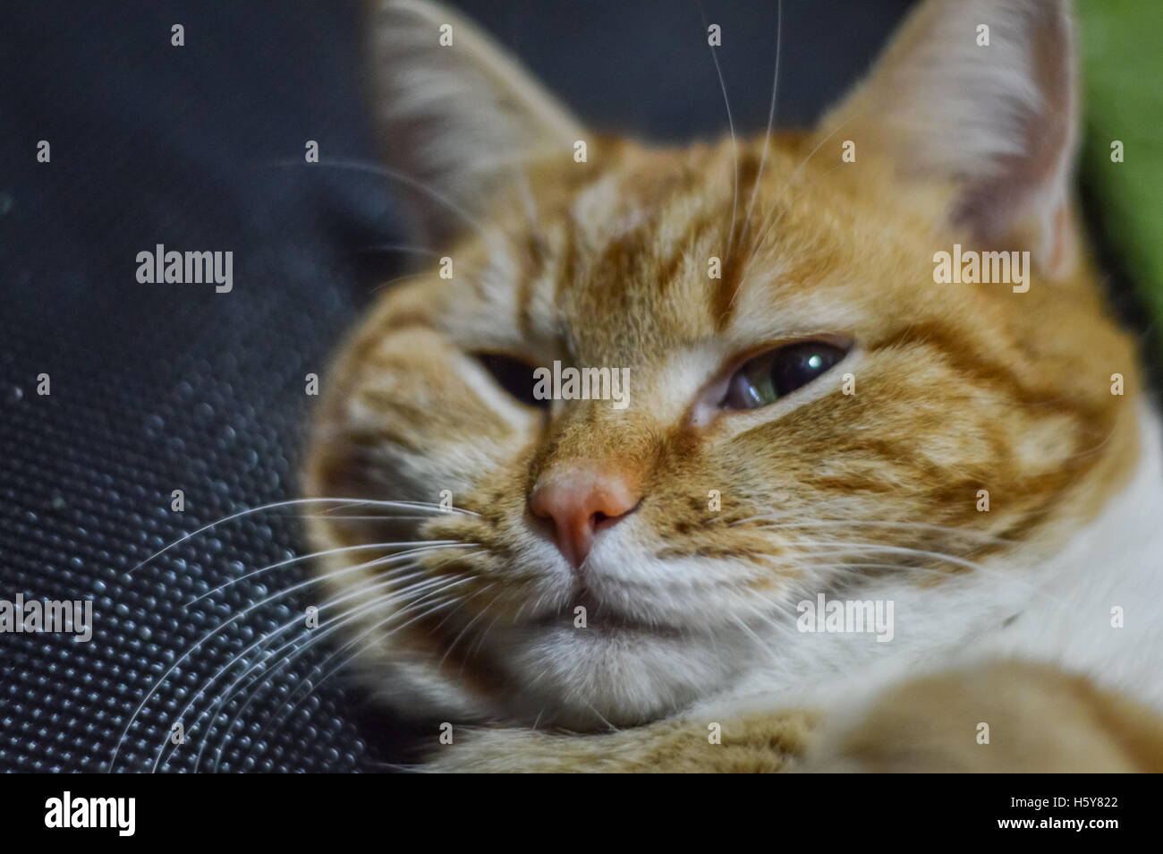 fatty lazy orange cat portrait Stock Photo - Alamy