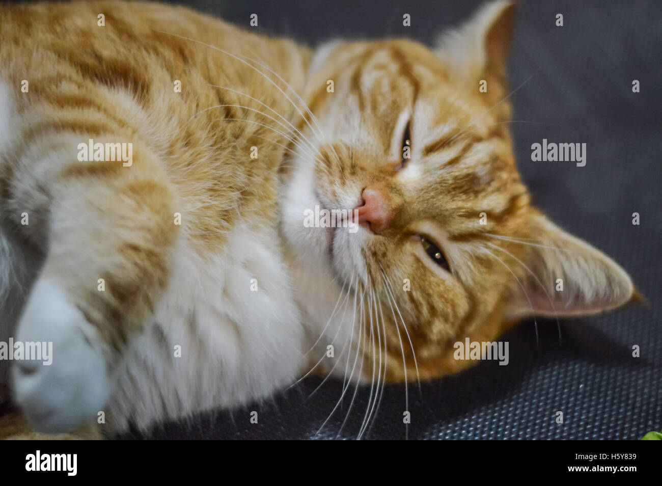 smiling lazy orange cat portrait Stock Photo - Alamy