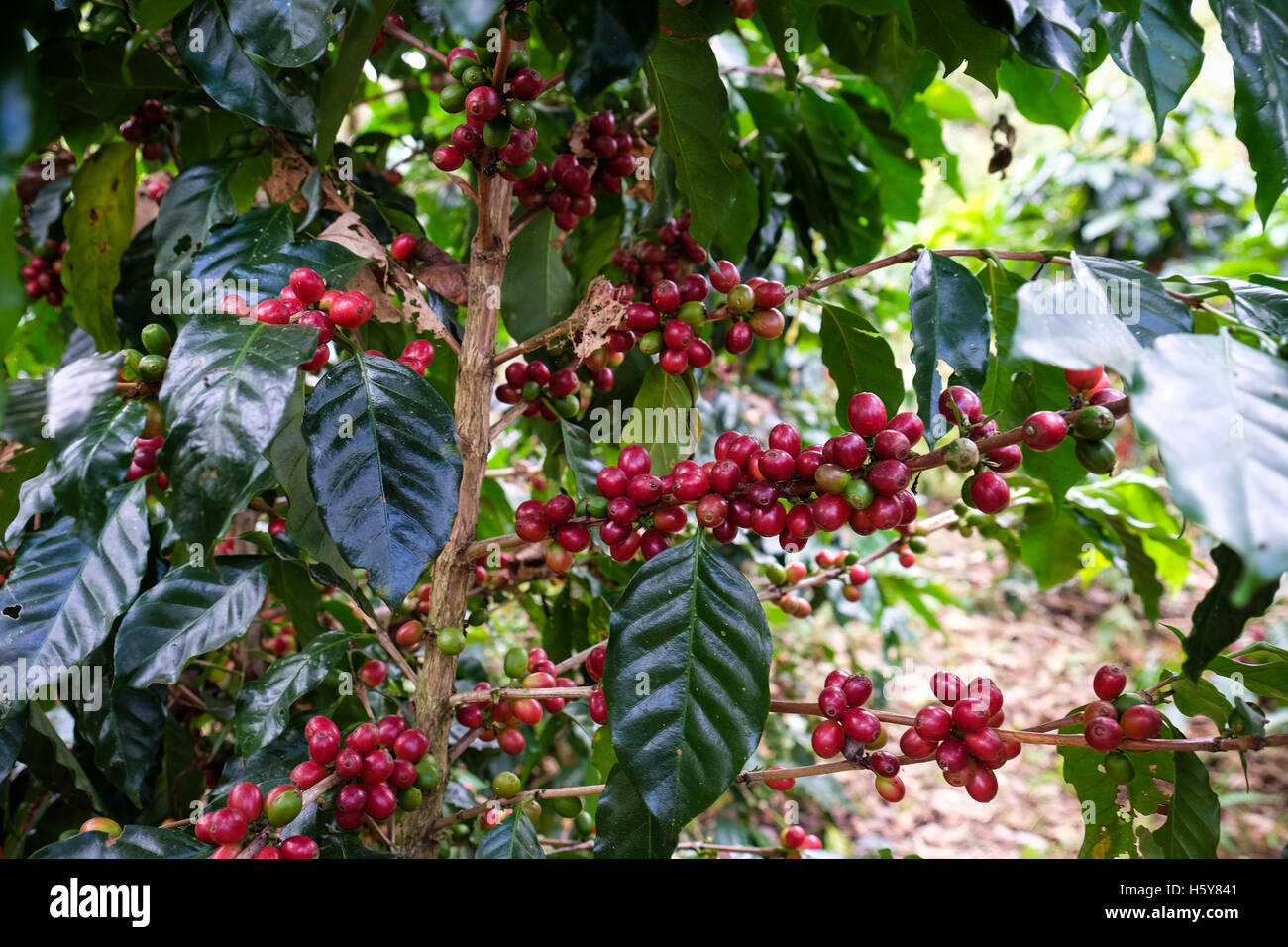 Arabica coffee beans growing on a plantation in the Bolaven Plateau ...
