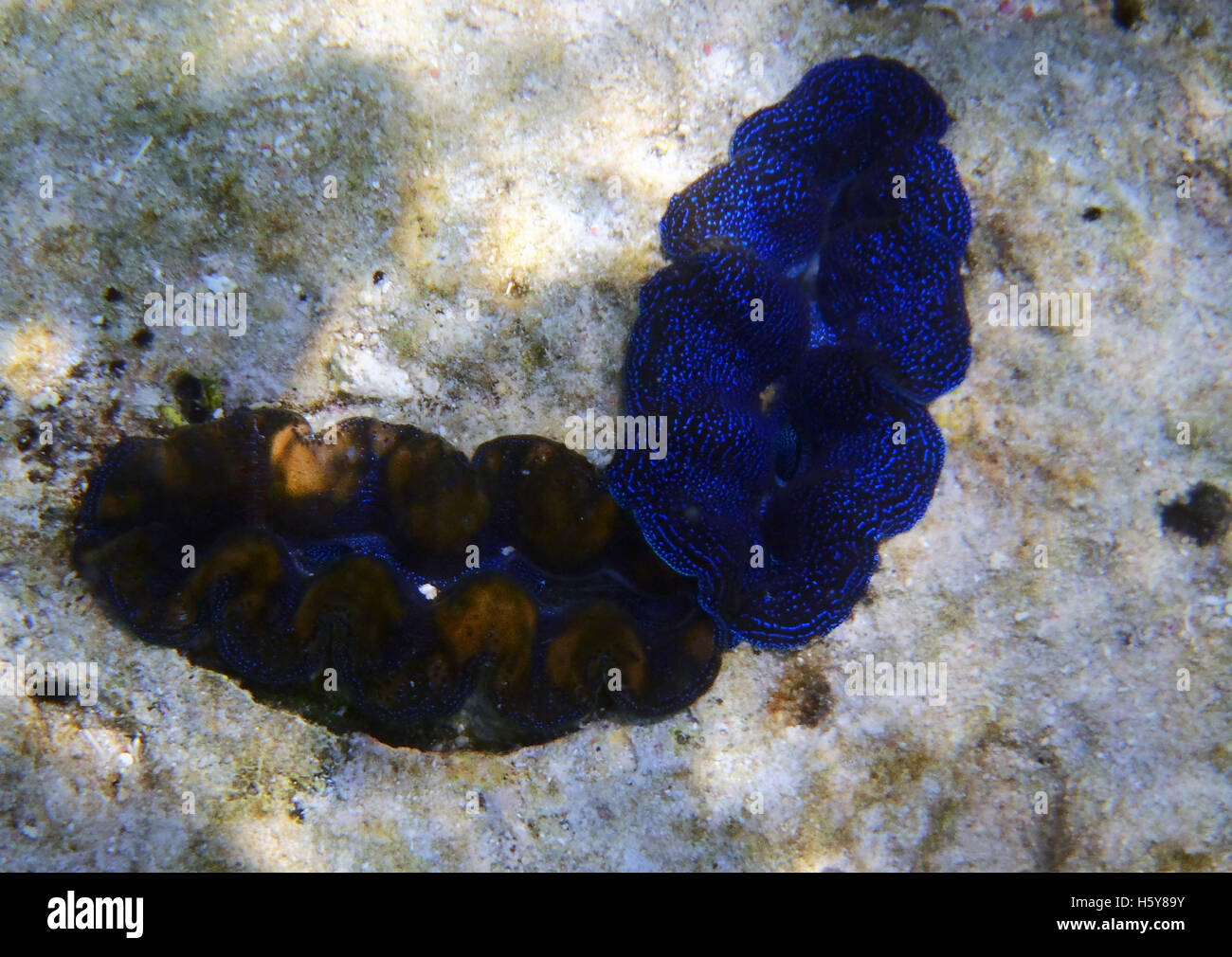 Thailand giant clams hi-res stock photography and images - Alamy