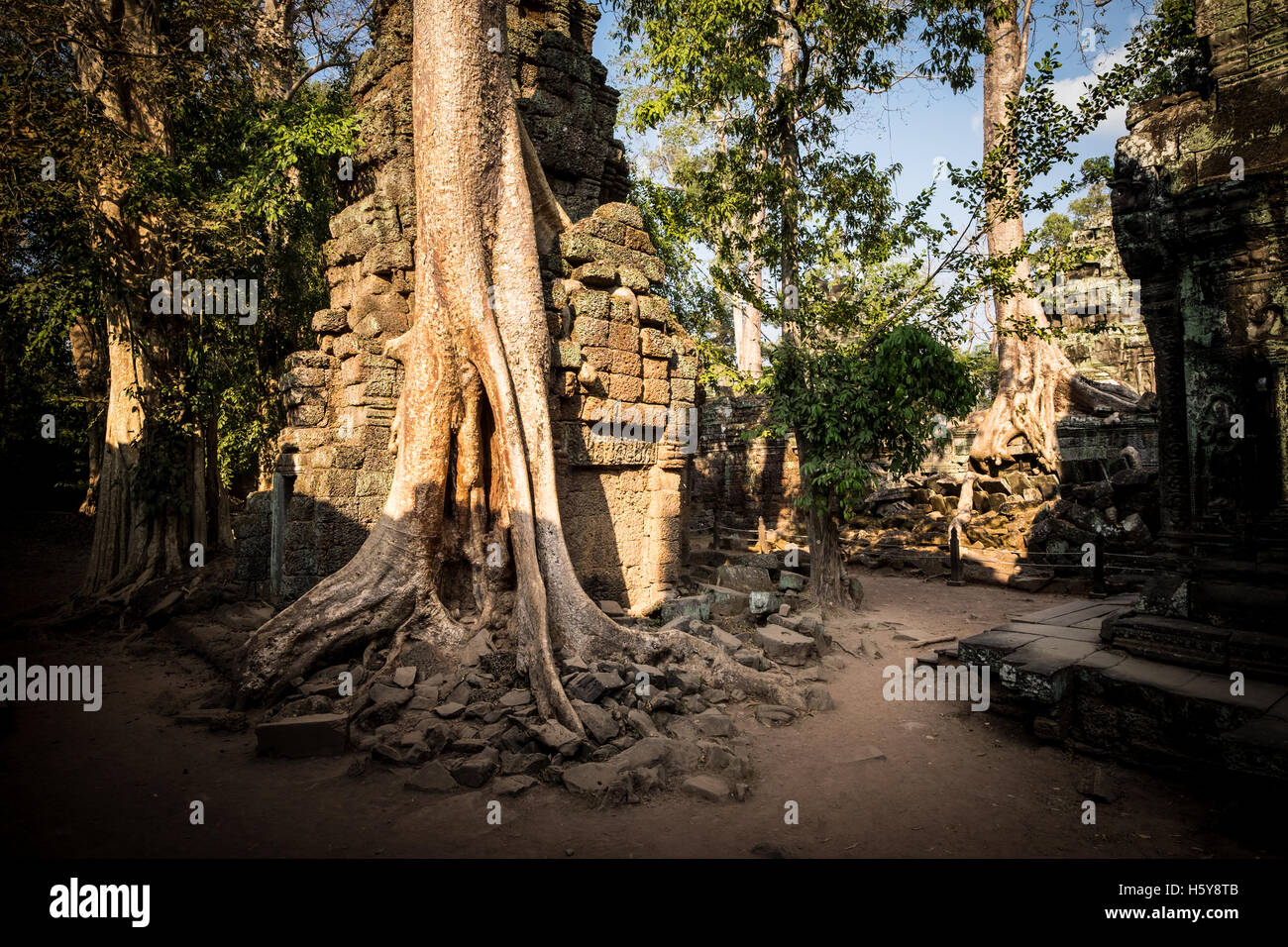 A man walking past trees engulfing the buildings at Ta Prohm Temple ...