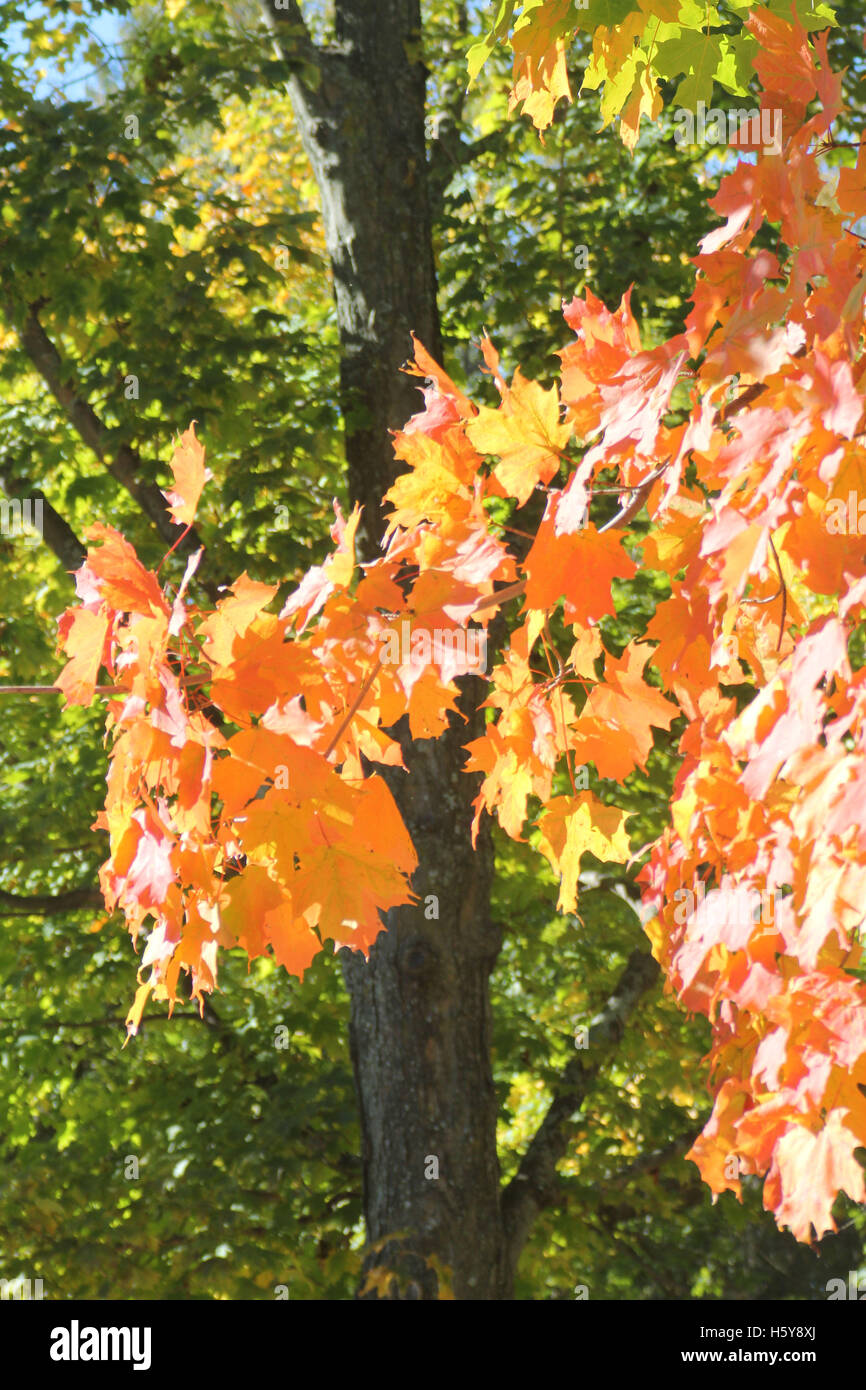 Leaves of a maple tree in their autumn color Stock Photo - Alamy