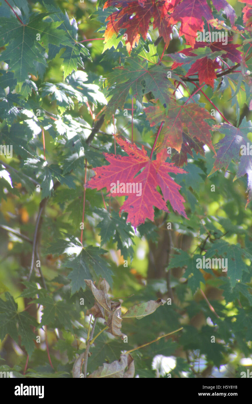 A few leaves on a tree turning red at the start of the autumn season ...