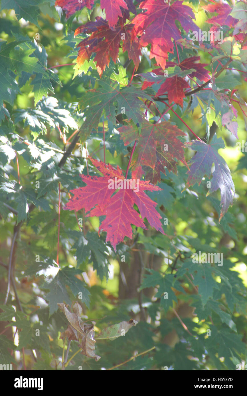 Few leaves hi-res stock photography and images - Alamy