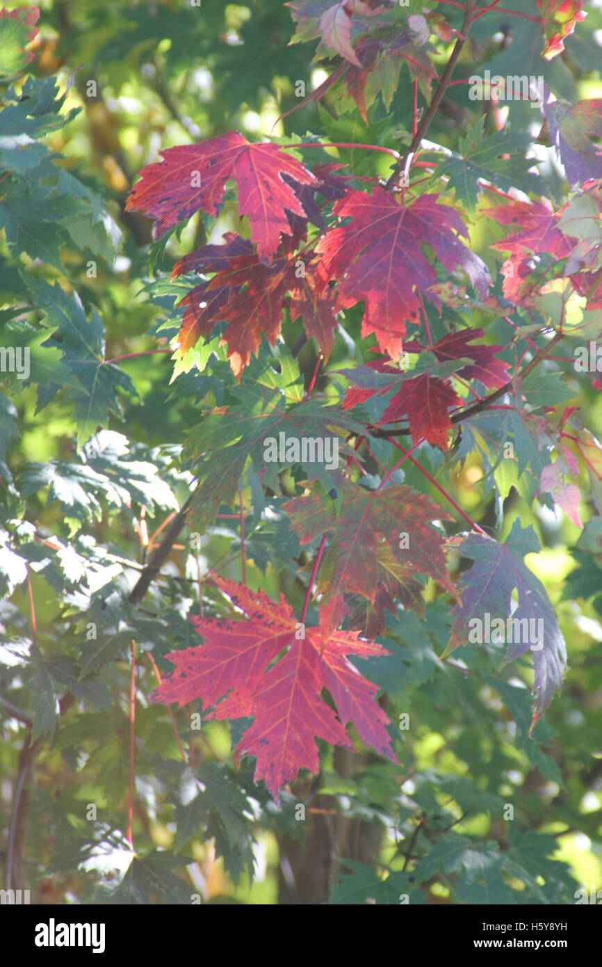 Tree few leaves hi-res stock photography and images - Alamy