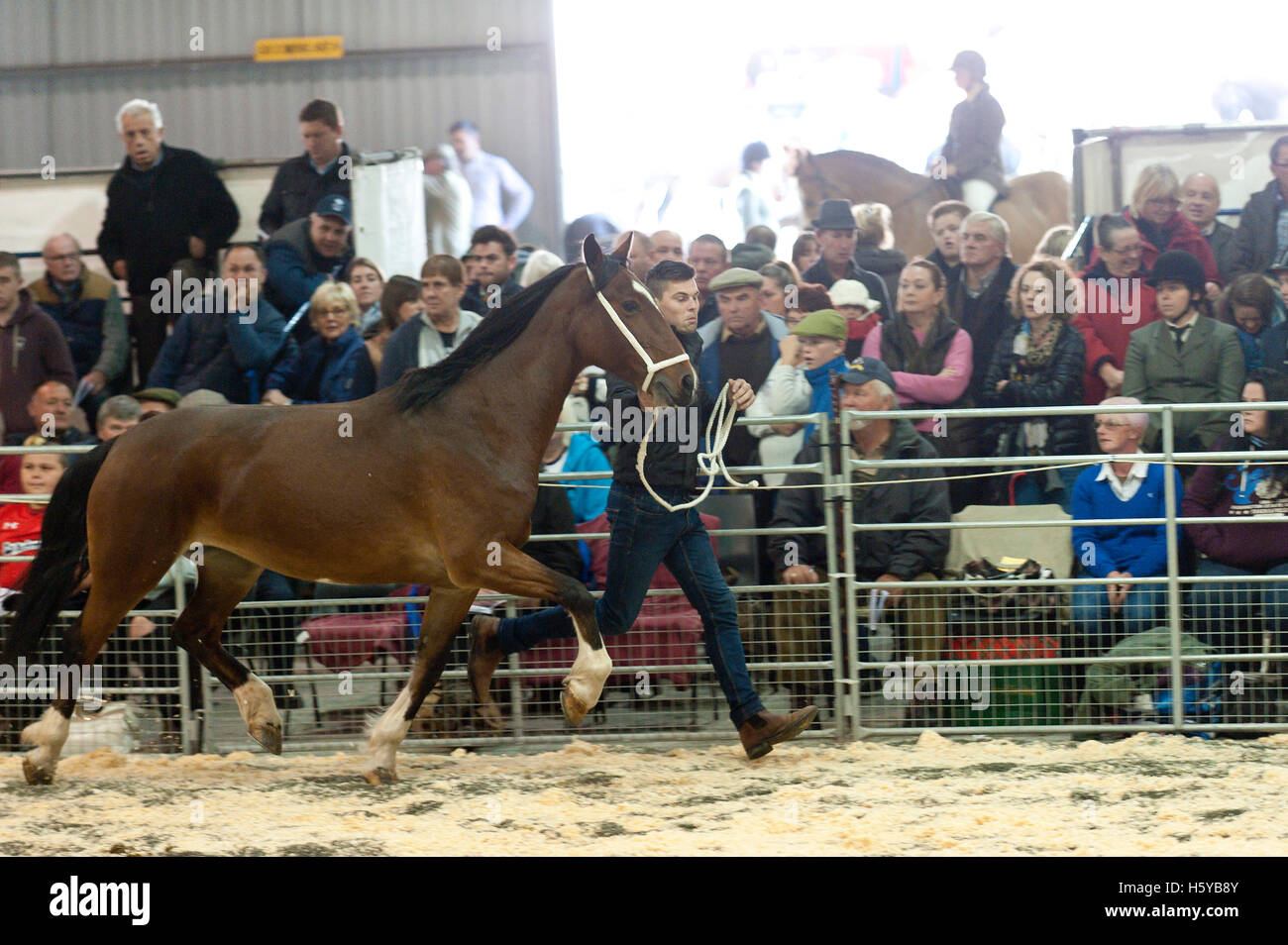 Welsh section d hi-res stock photography and images - Alamy