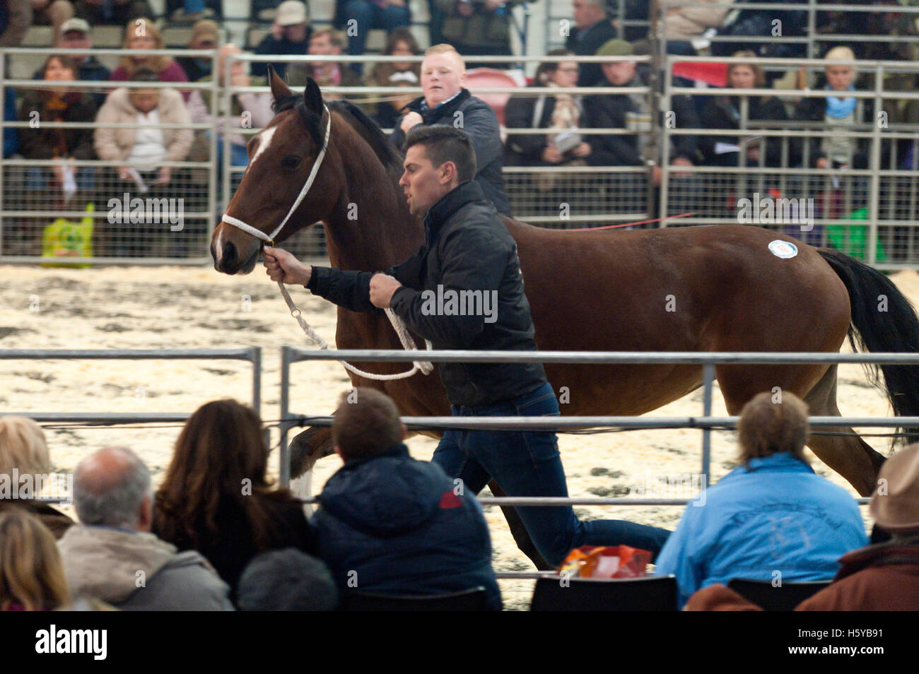 Welsh pony section d hi-res stock photography and images - Alamy