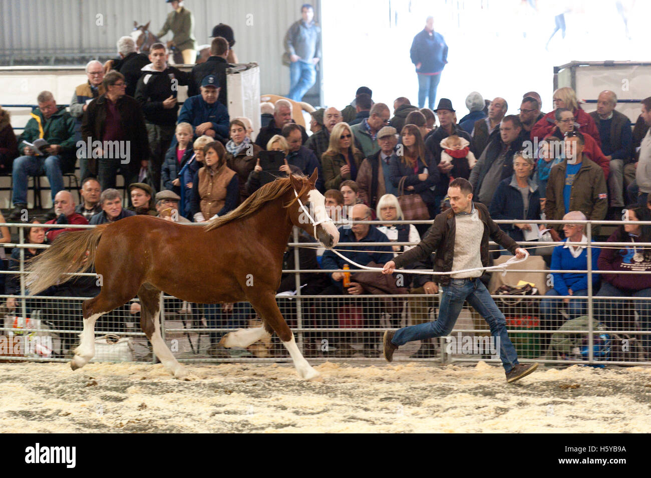 Welsh pony section d hi-res stock photography and images - Alamy