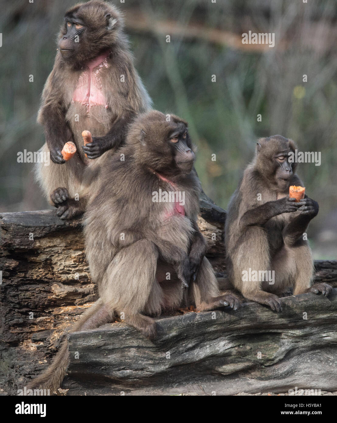 Three baboons in enclosure hi-res stock photography and images - Alamy