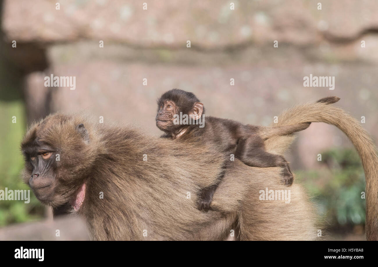 A baby baboon being carried by its mother in its enclosure at the ...