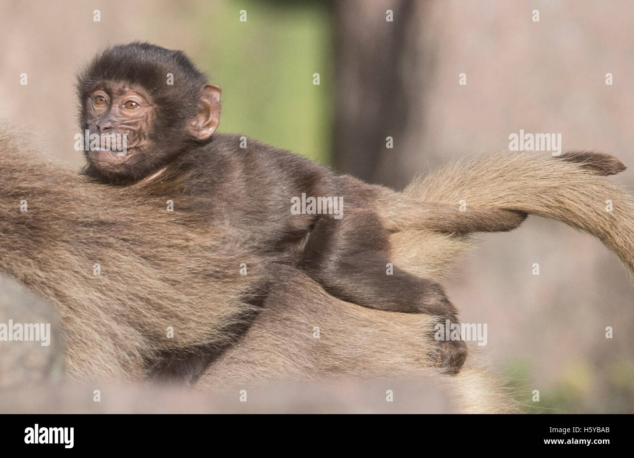 A baby baboon being carried by its mother in its enclosure at the ...
