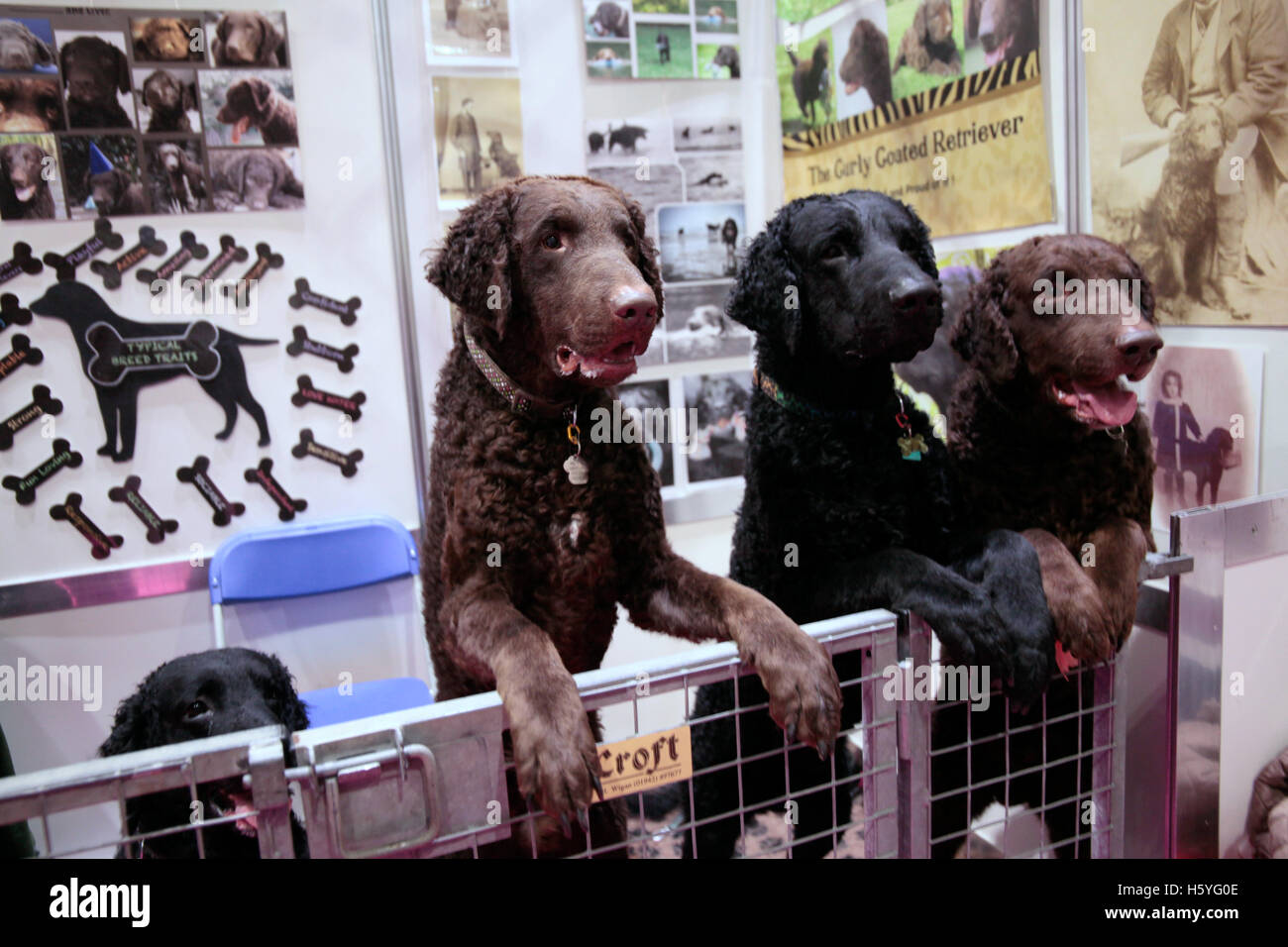 London UK 22.October 2016 The Eukanuba discover Dogs show open its door ...