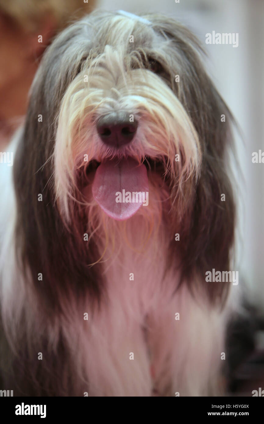 London UK 22.October 2016 The Eukanuba discover Dogs show open its door ...